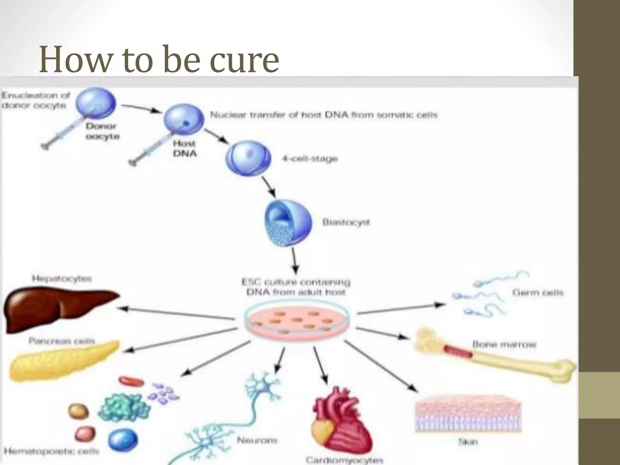 Stem cell division & diffentiation | PPT
