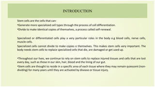 Stem cells | PPT