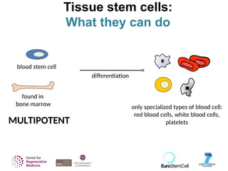 introducing of stem cell classification and biology 1.ppt