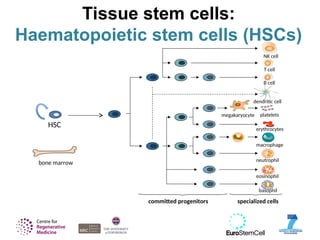 introducing of stem cell classification and biology 1.ppt
