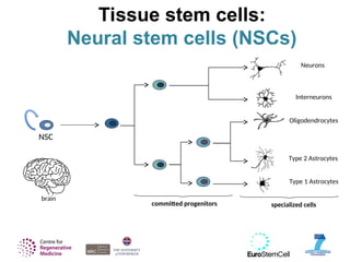 introducing of stem cell classification and biology 1.ppt