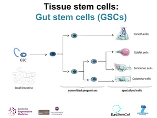 introducing of stem cell classification and biology 1.ppt