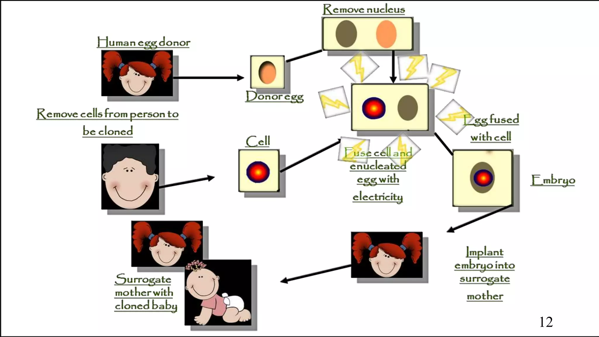 Stem cell and Cloning | PPTX