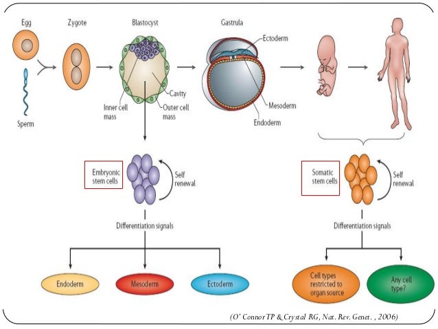 Stem cell and gene therapy
