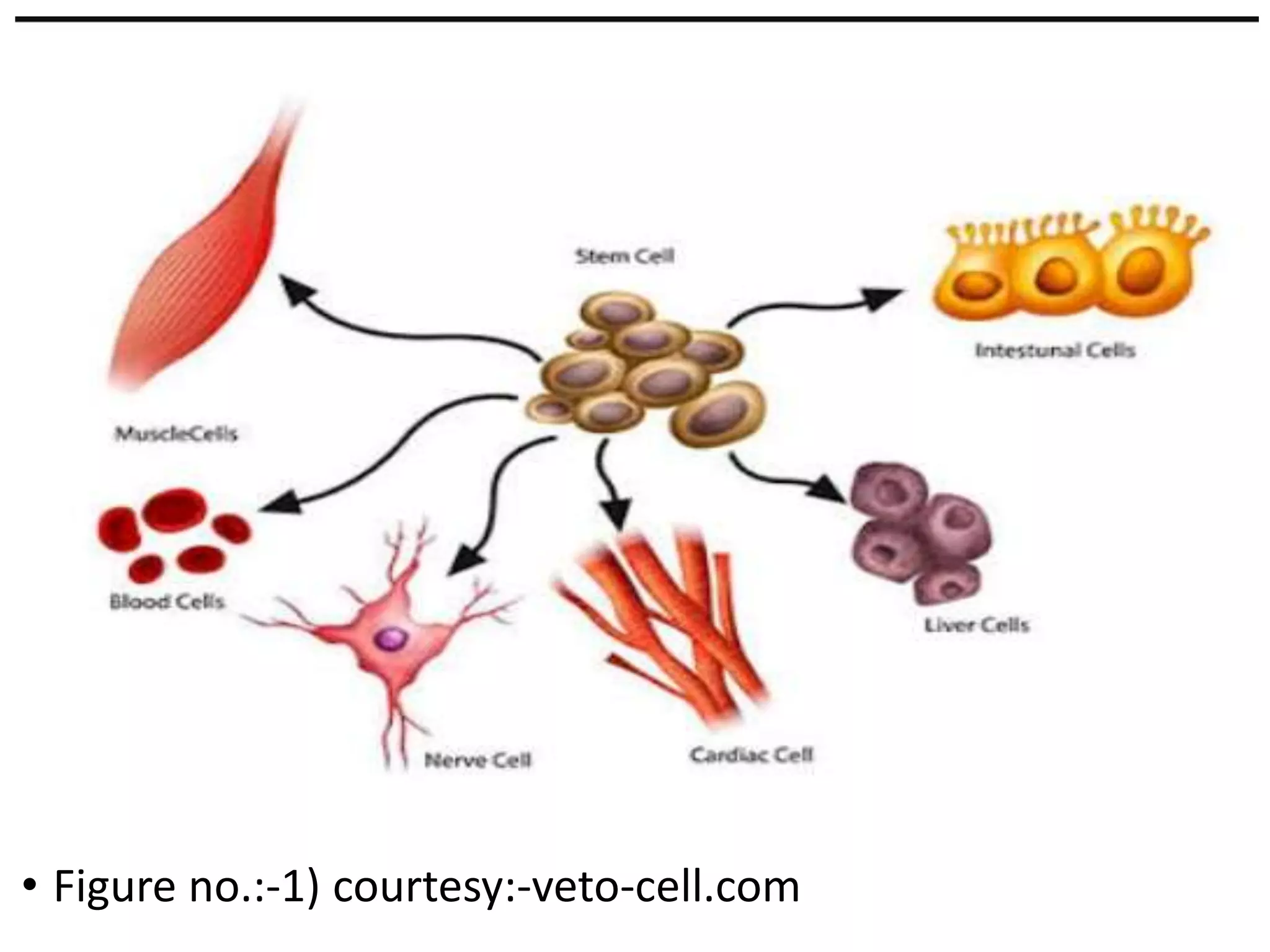 Stem Cell Application Pptx Heart And Cardiovascular Diseases Diseases And Conditions