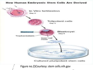 Stem cell application | PPTX | Heart and Cardiovascular Diseases ...