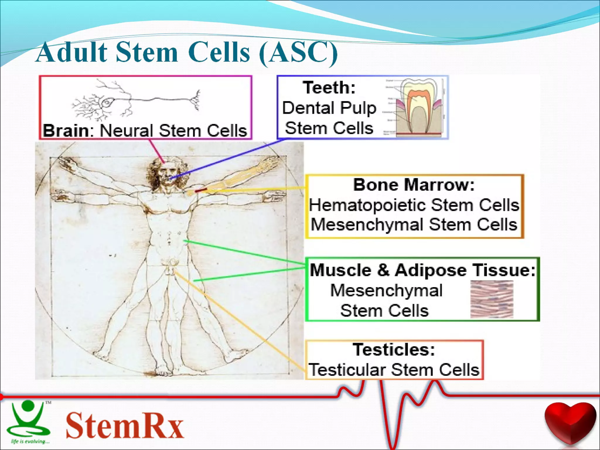 What is Stem Cells ? | Stem Cell Applications | PPT