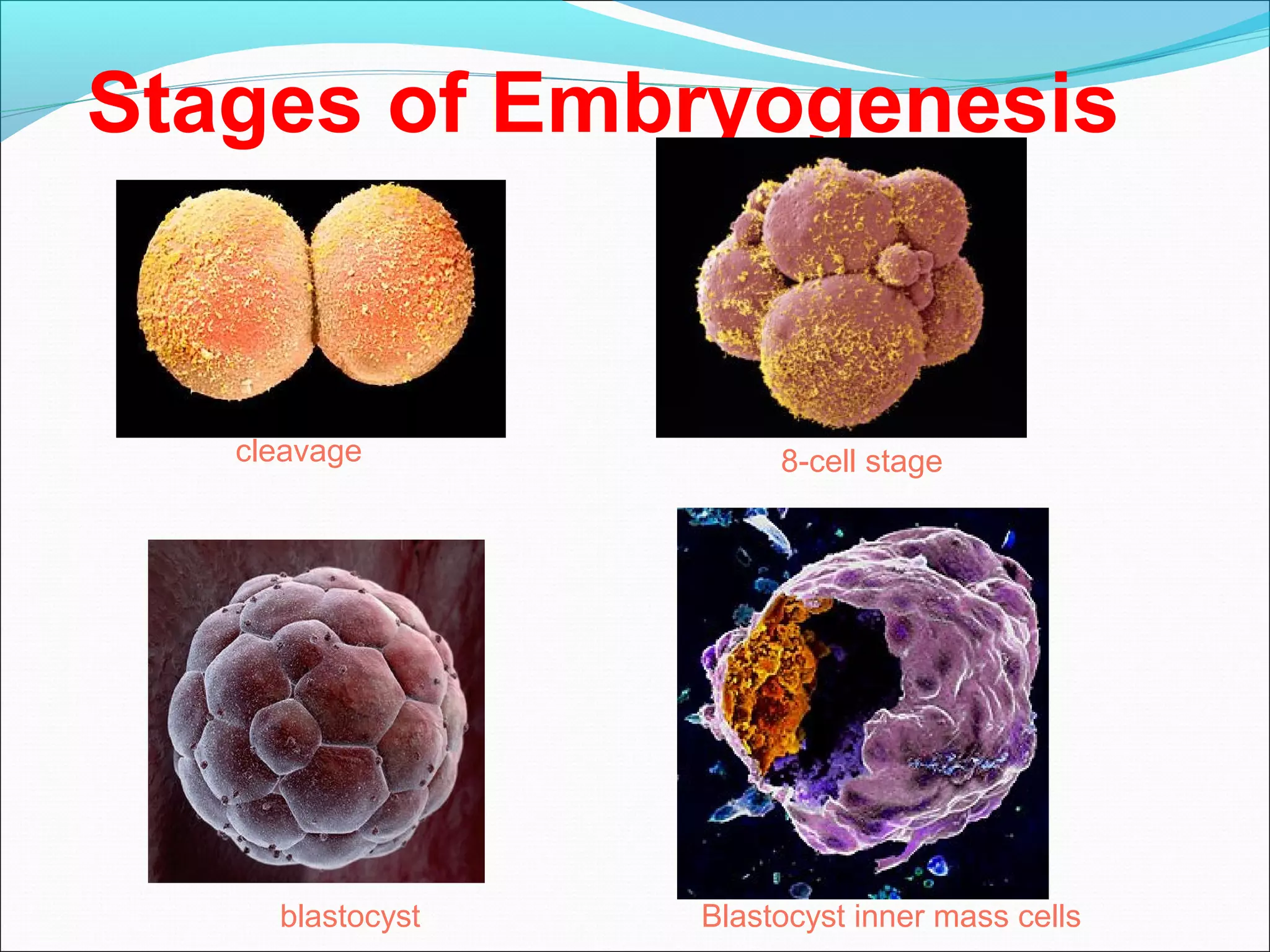 Stem Cells and their Therapeutic applications | PPT