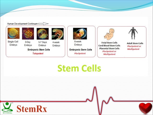Stem Cells and their Therapeutic applications | PPT