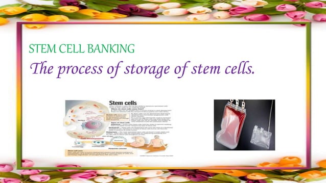 Stem cell banking | PPTX | Pregnancy | Reproductive Health