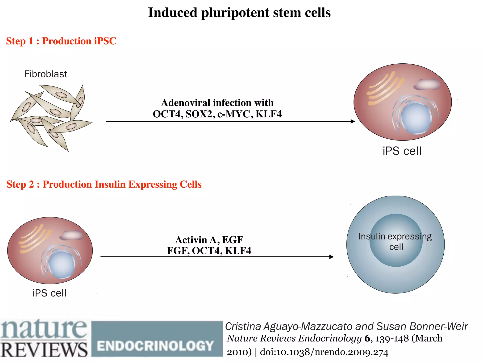 Stem cell based therapies for diabetes | PDF