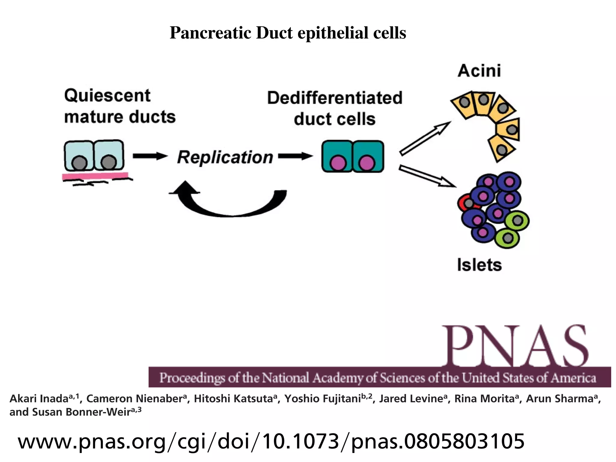 Stem cell based therapies for diabetes | PDF