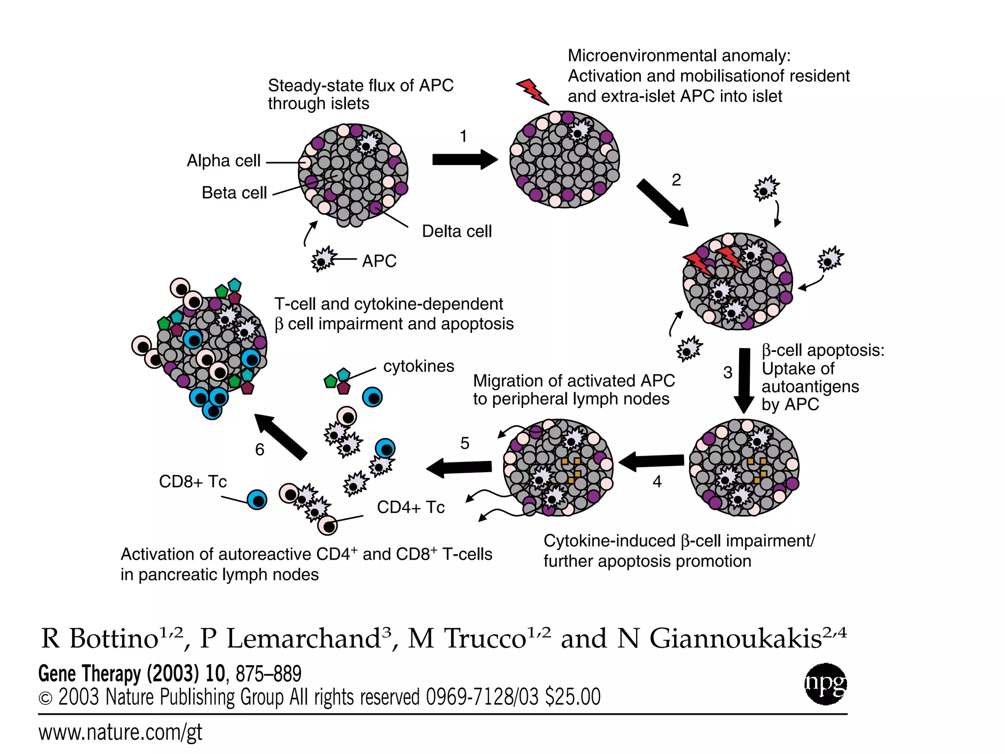 Stem cell based therapies for diabetes | PDF