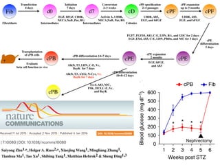 Stem cell based therapies for diabetes | PDF