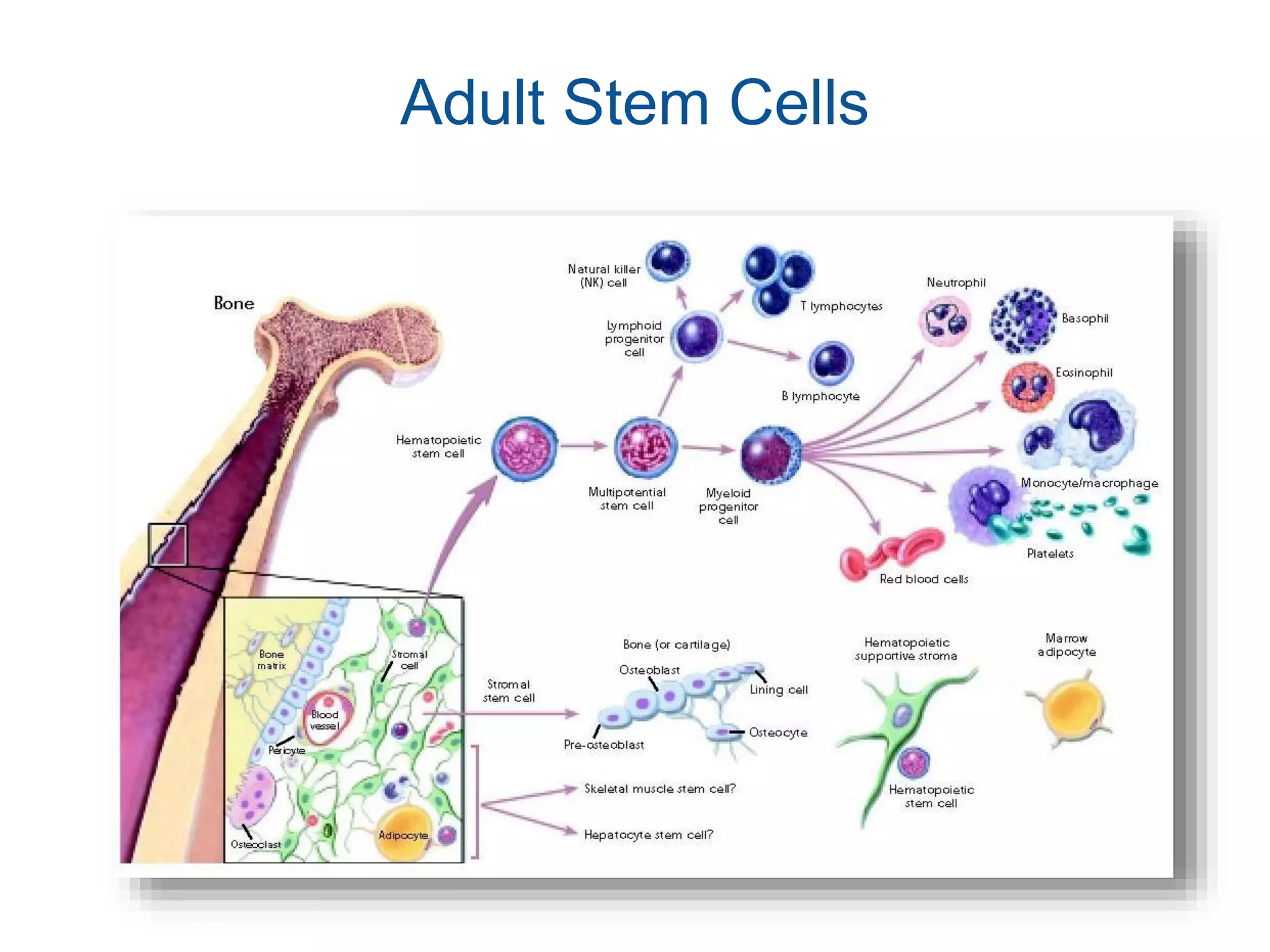 Stem cell biology | PPTX