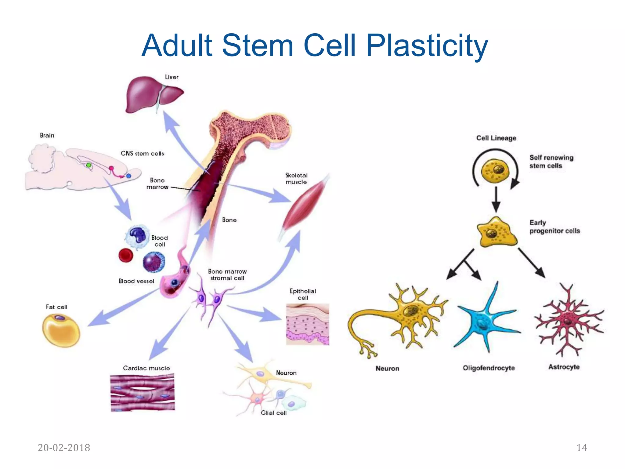 Stem cell biology | PPTX | Infertility | Reproductive Health