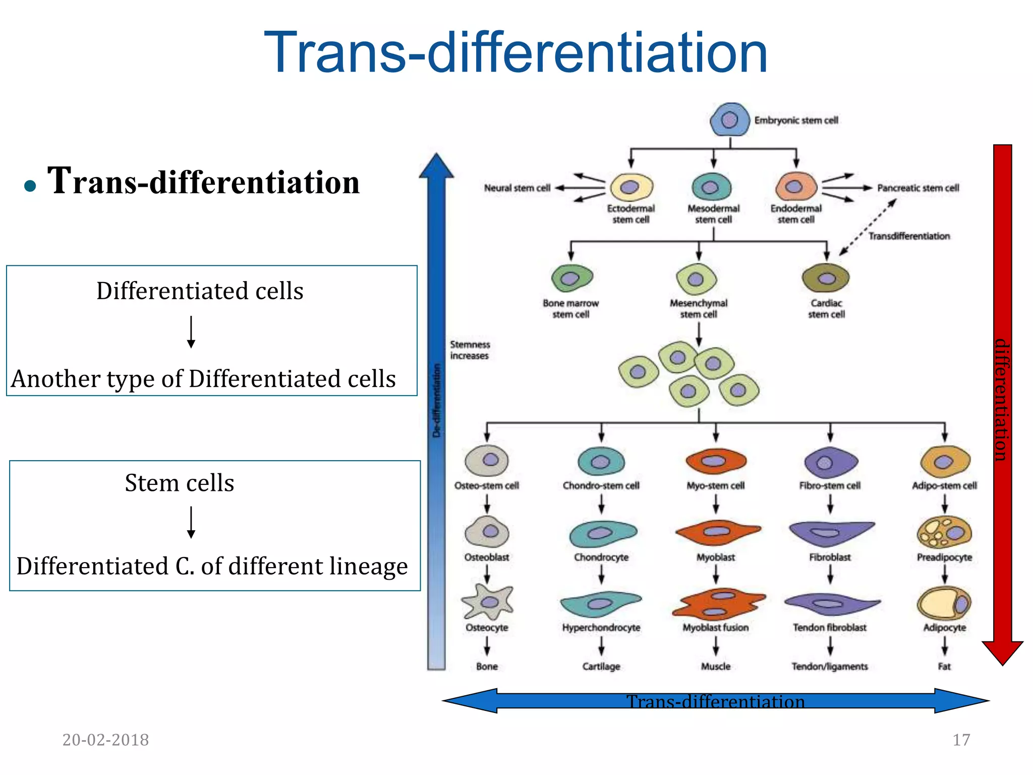 Stem cell biology | PPTX | Infertility | Reproductive Health