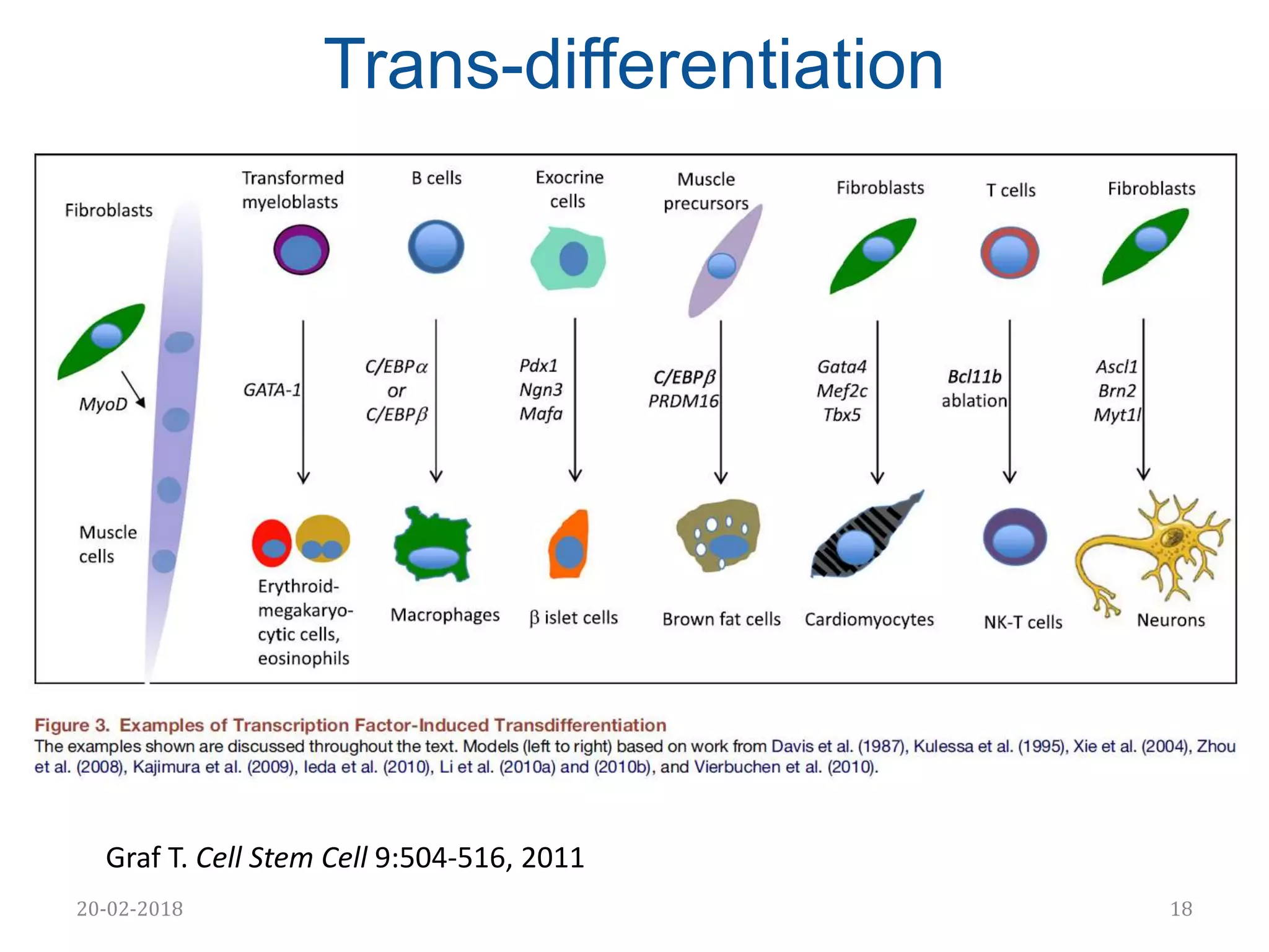 Stem cell biology | PPTX