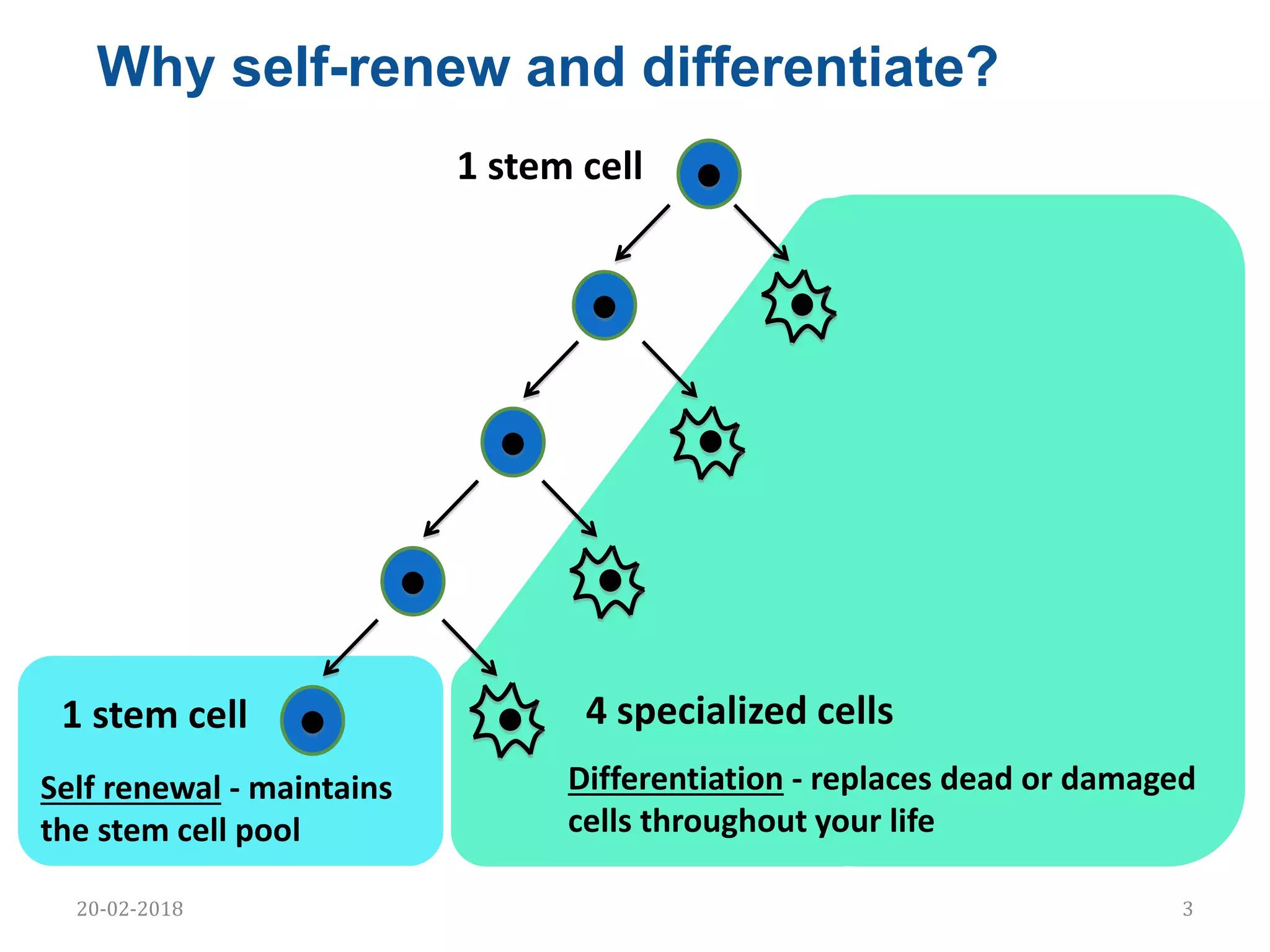 Stem cell biology | PPTX | Infertility | Reproductive Health