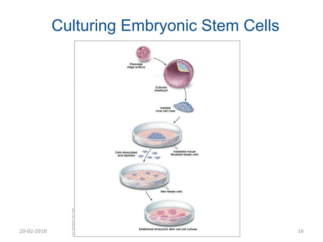 Stem cell biology | PPTX | Infertility | Reproductive Health