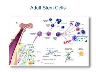 Stem cell biology | PPTX