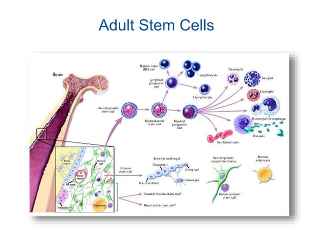 Stem cell biology | PPTX | Infertility | Reproductive Health