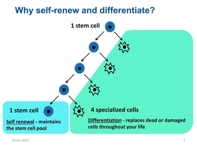 Stem cell biology | PPTX | Infertility | Reproductive Health