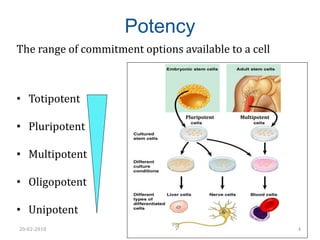 Stem cell biology | PPTX