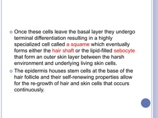 INTRODUCTION TO STEM CELL BIOLOGY DEFINITION CLASSIFICATION AND SOURCES ...