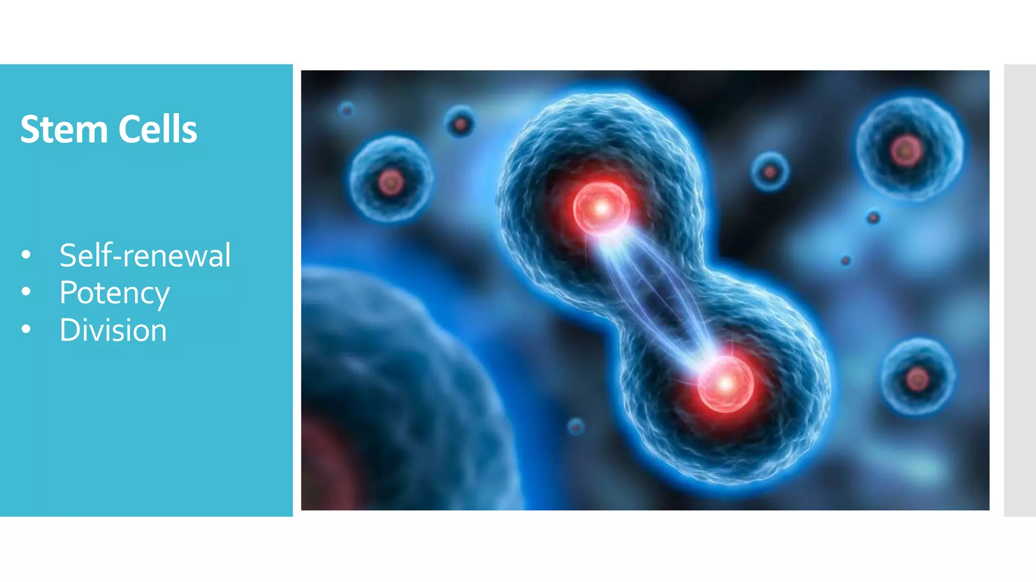 Stem Cell Bioseparation Technologies | PPT