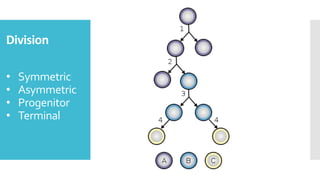 Stem Cell Bioseparation Technologies | PPT