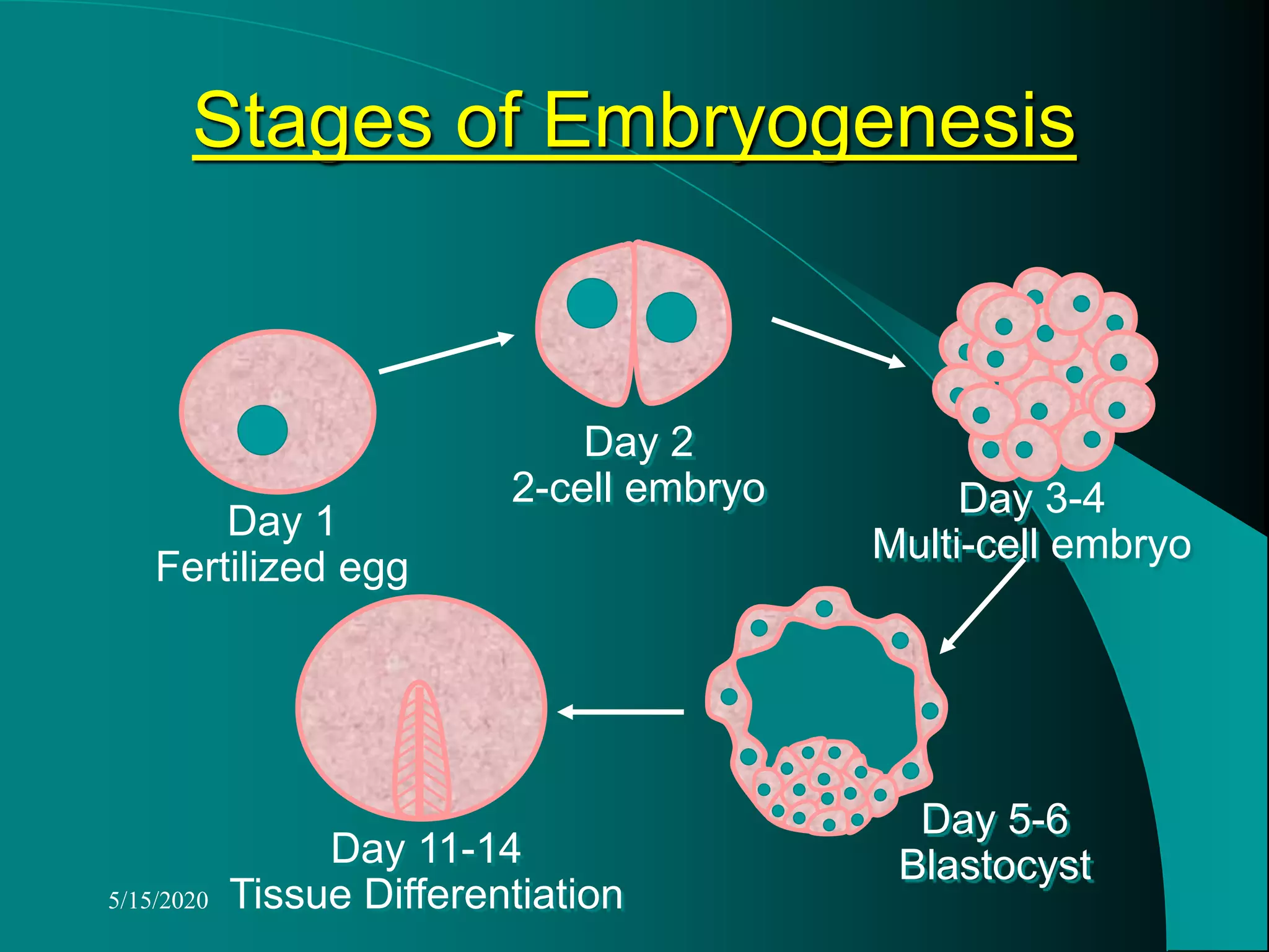 Stem cell culture | PPT