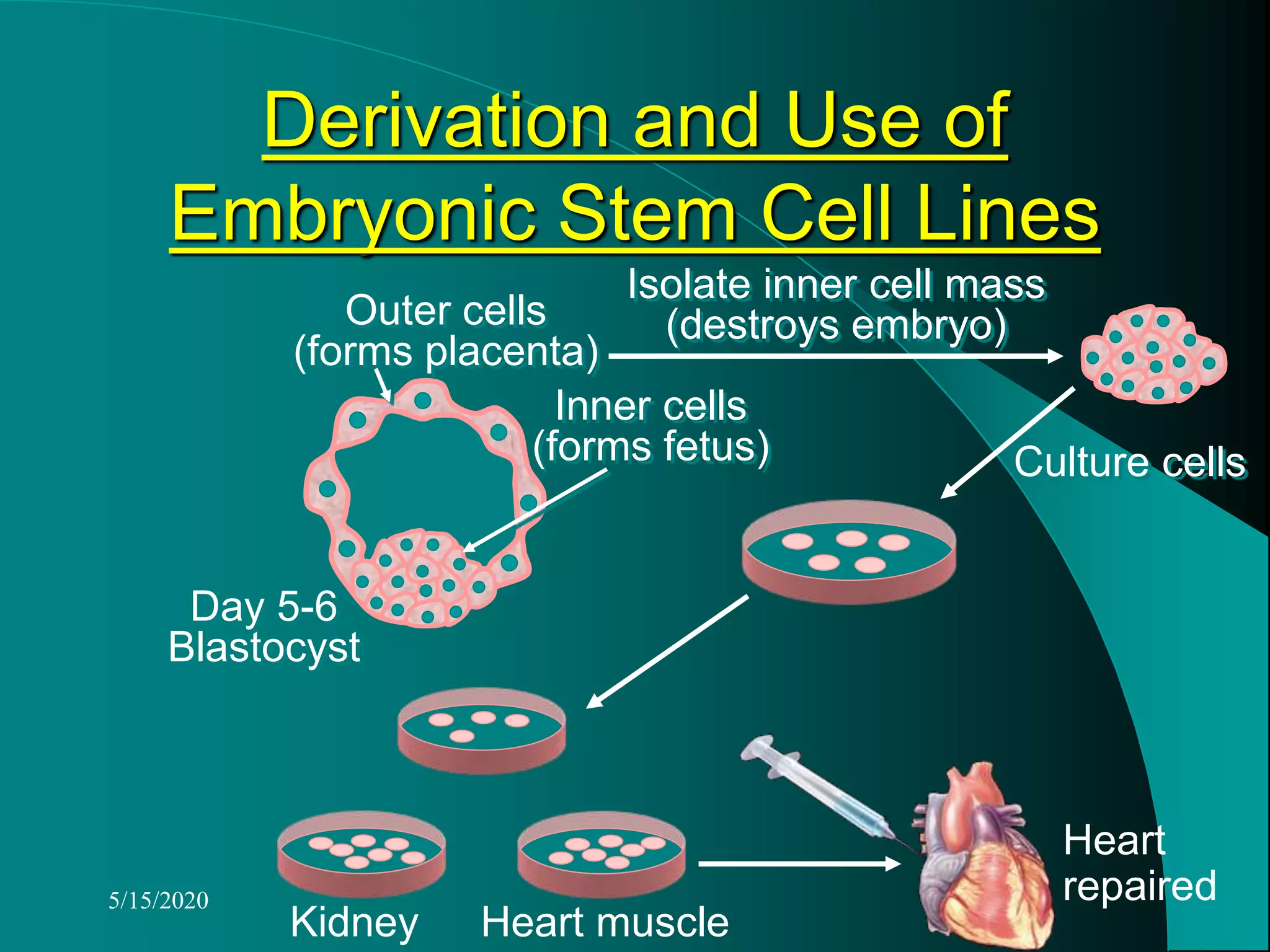 Stem cell culture | PPT