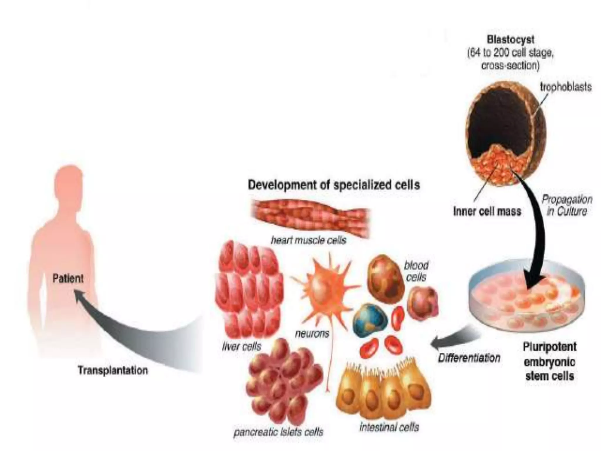 Stem cell culture | PPT
