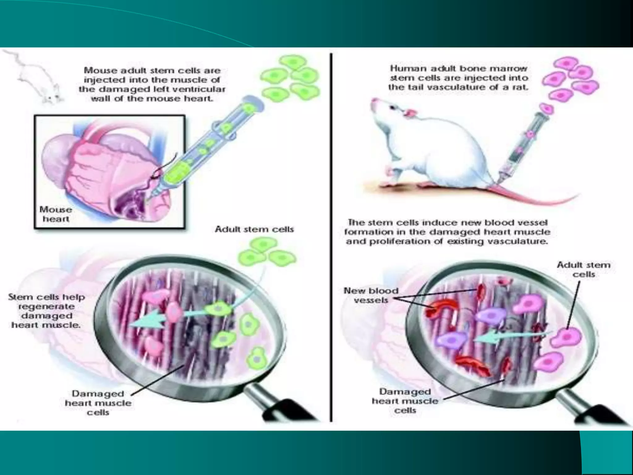 Stem cell culture | PPT