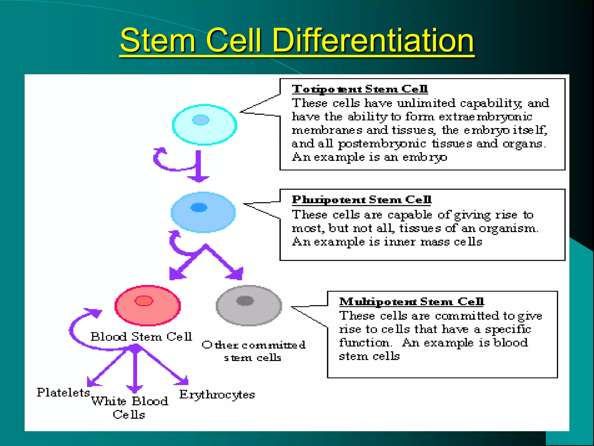 Stem cell culture | PPT