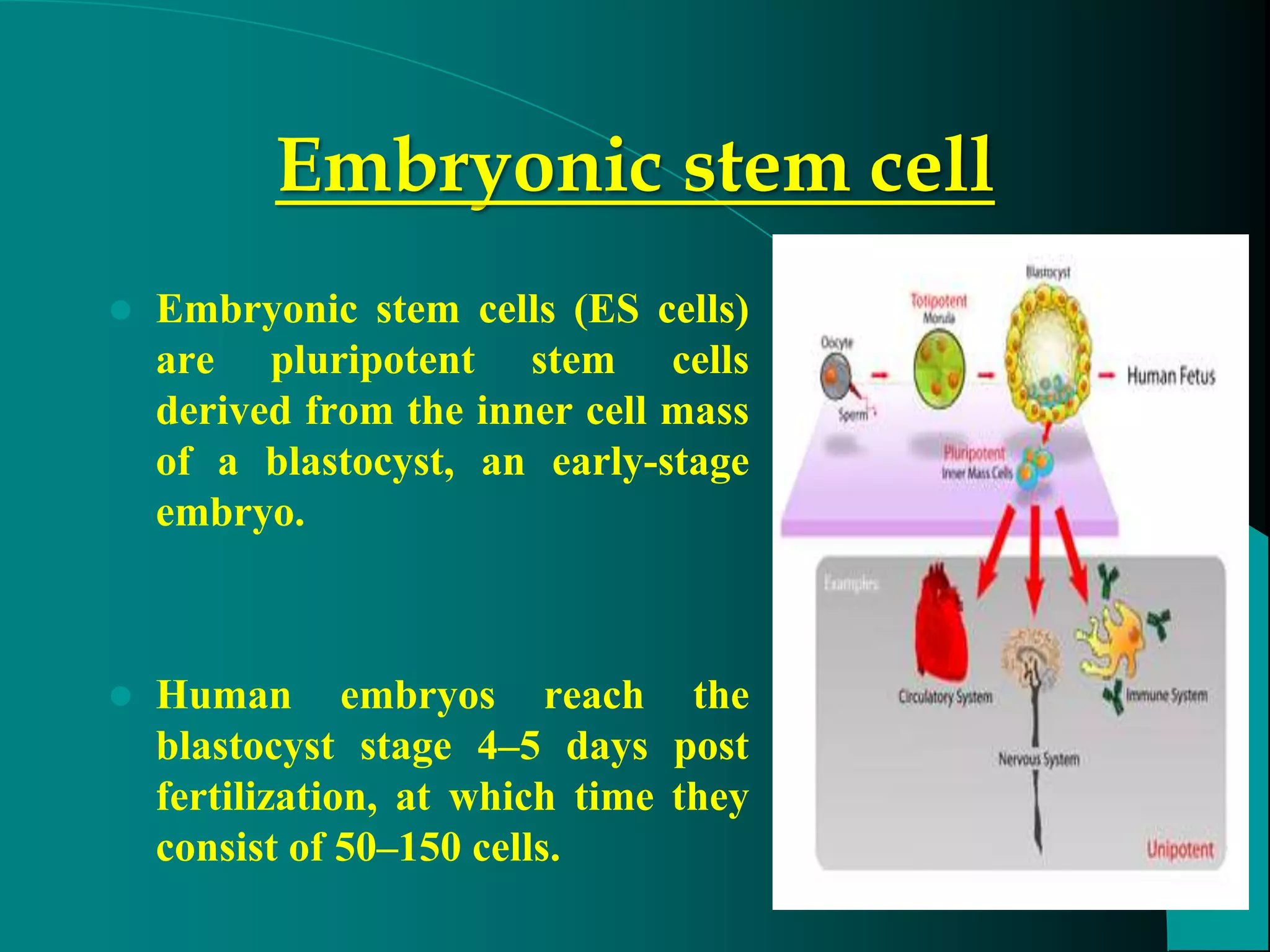 Stem cell culture | PPT