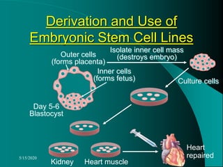 Stem cell culture | PPT