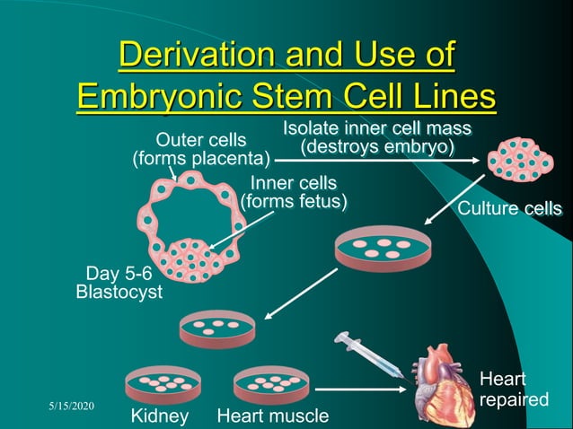 Stem cell culture | PPT