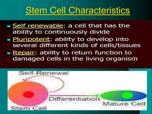 Stem cell culture | PPT
