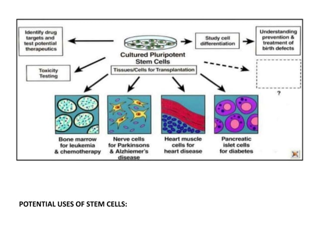 Stem cell culture by kk sahu | PPT