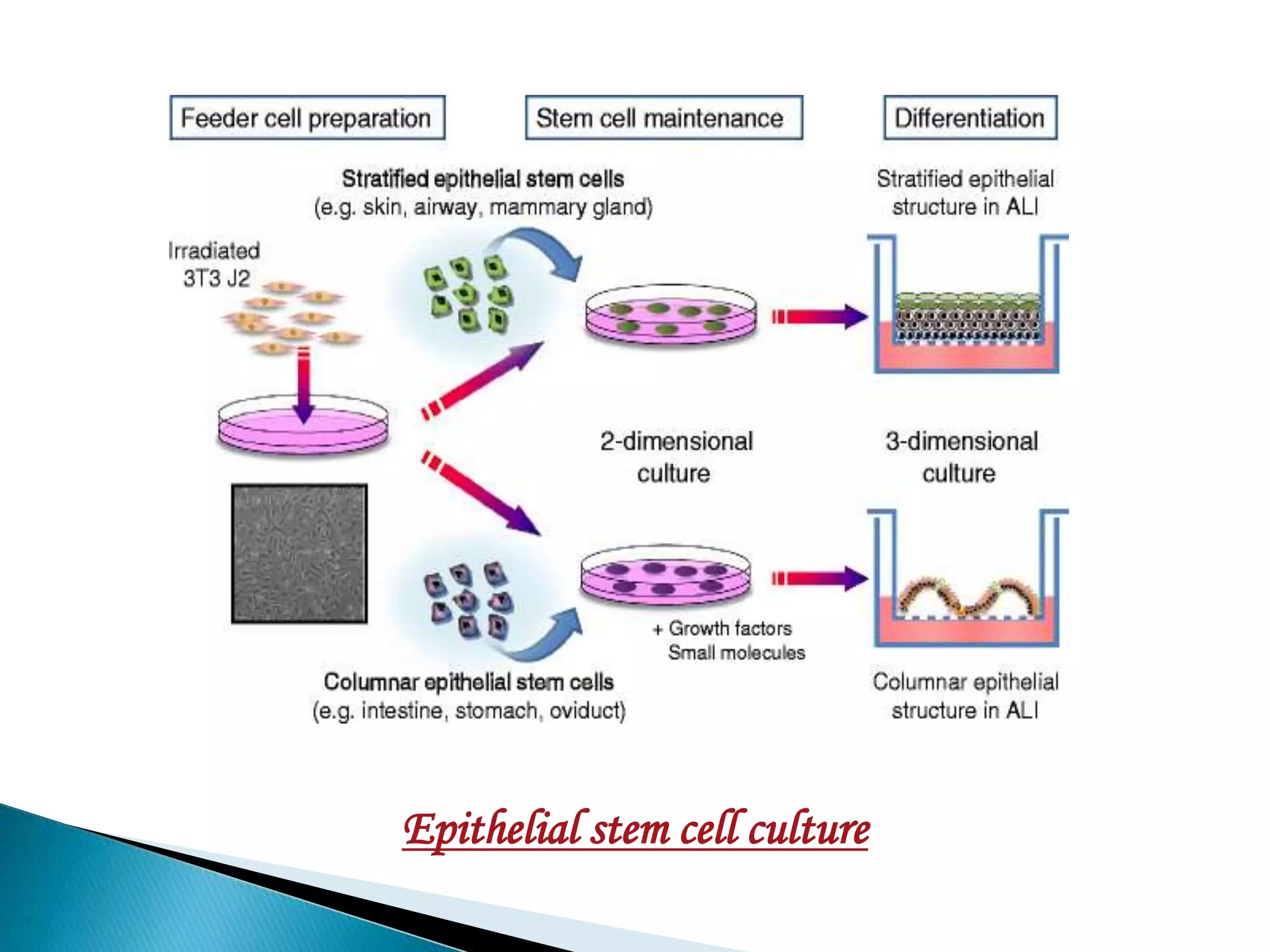 Stem cell culture | PPTX