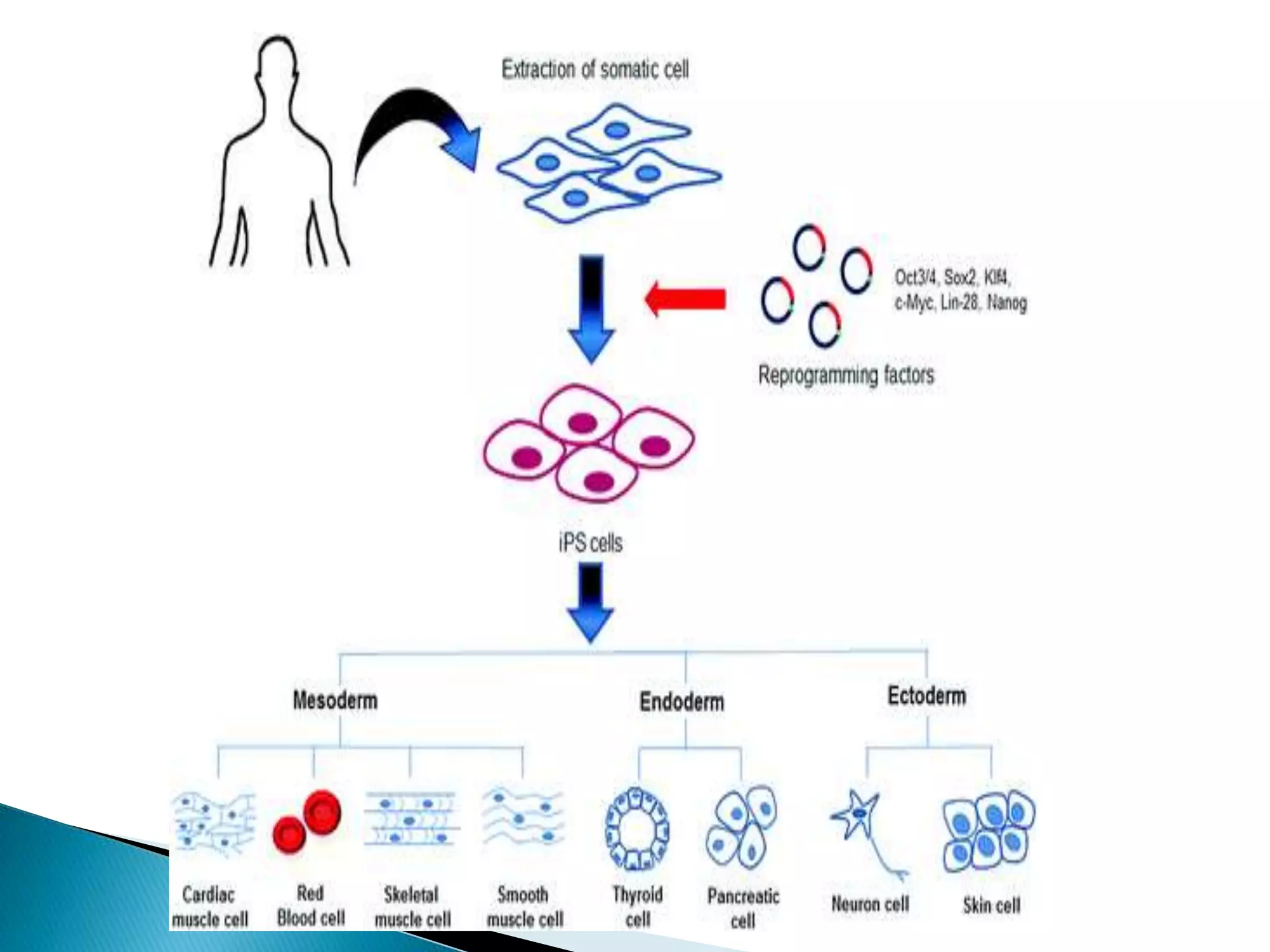 Stem cell culture | PPTX