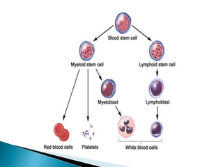 Stem cell culture | PPTX
