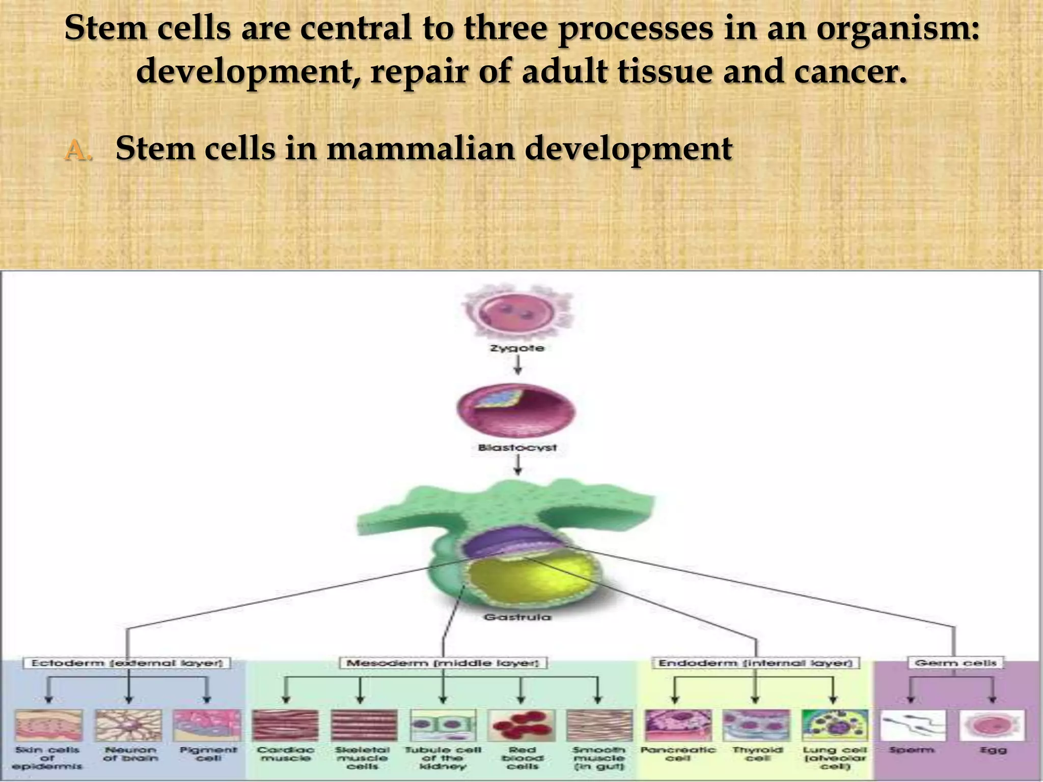 Stem cell culture, its application | PPTX