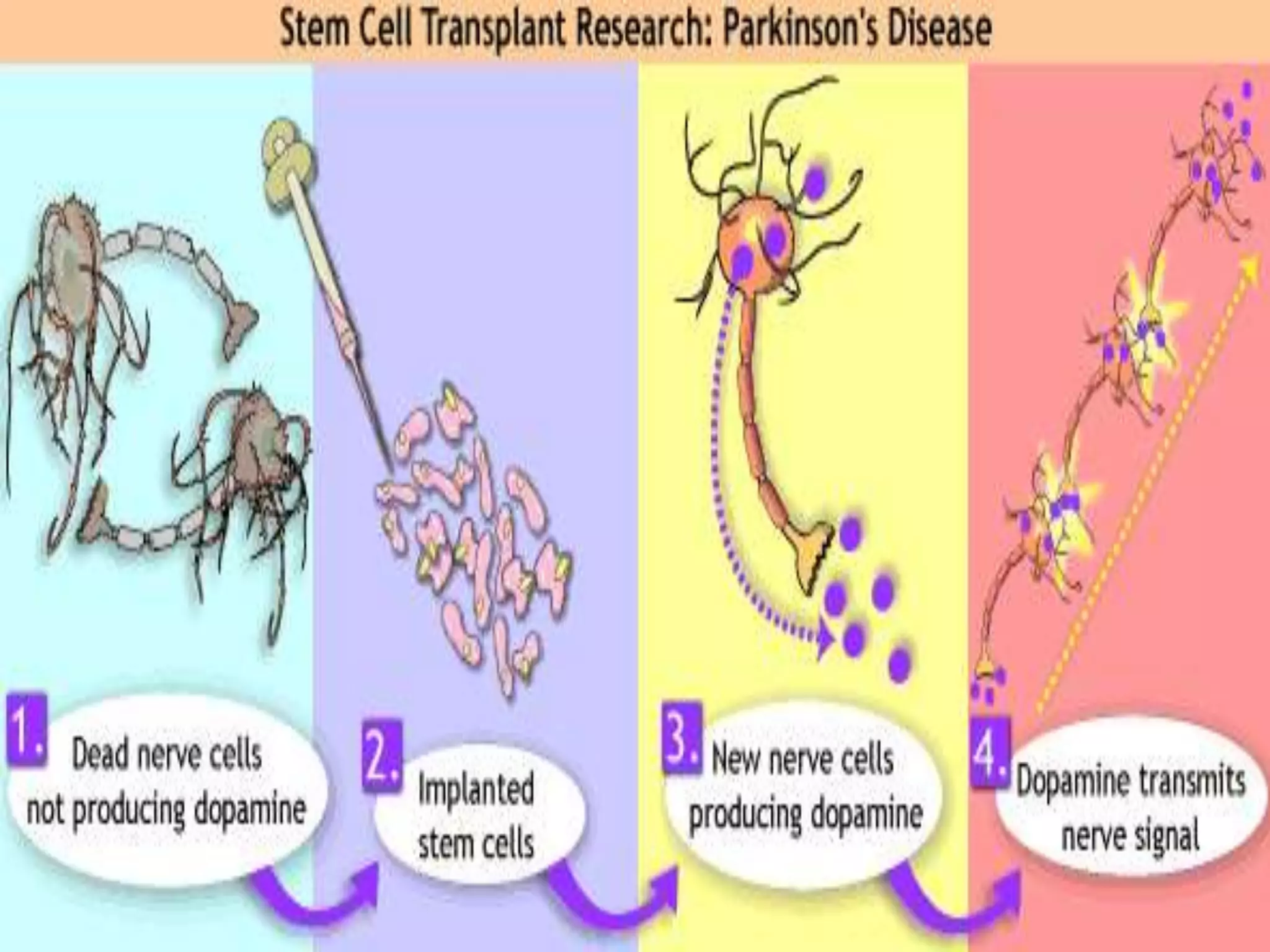 Stem cell culture, its application | PPTX