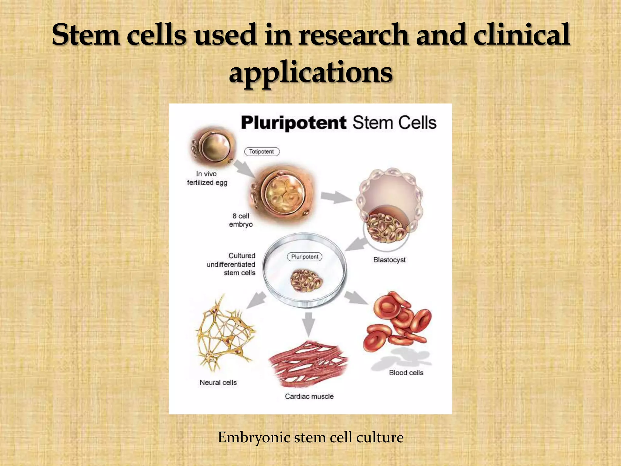 Stem cell culture, its application | PPTX