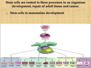Stem cell culture, its application | PPTX