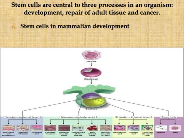 Stem cell culture, its application | PPTX