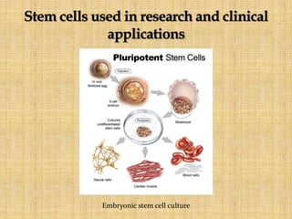 Stem cell culture, its application | PPTX